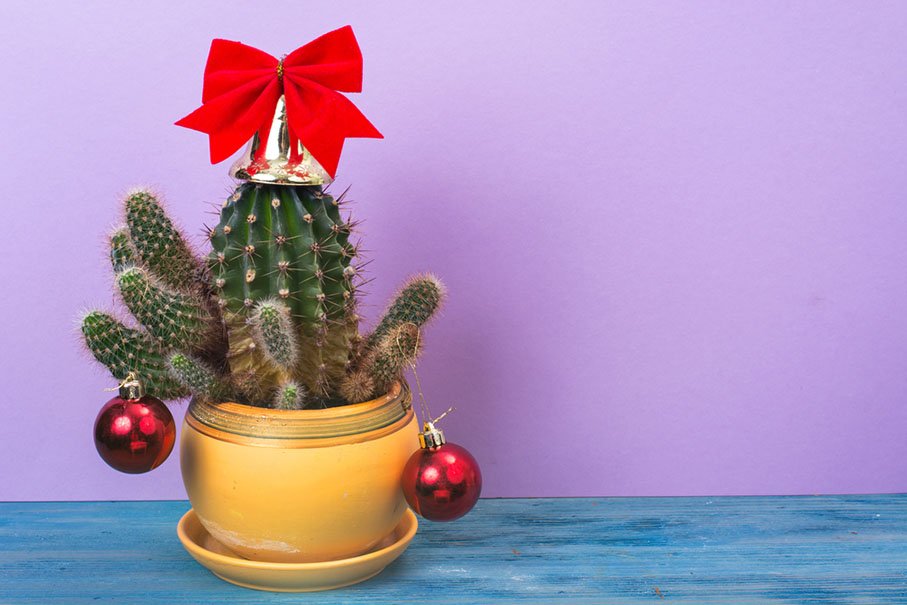 8 Alternative Christmas Tree Ideas To Try This Year Jackson Perkins