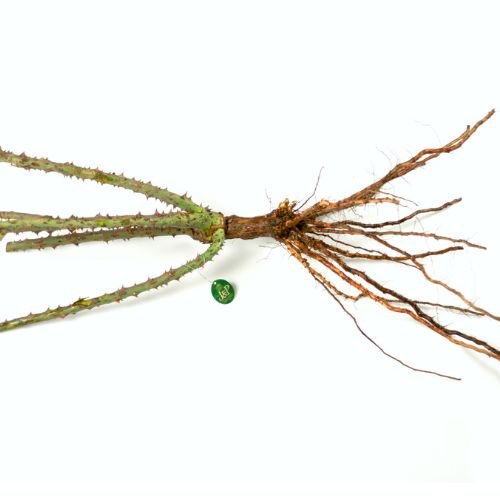 Understanding Grafted vs. Own Root Roses: Which is Right for Your ...