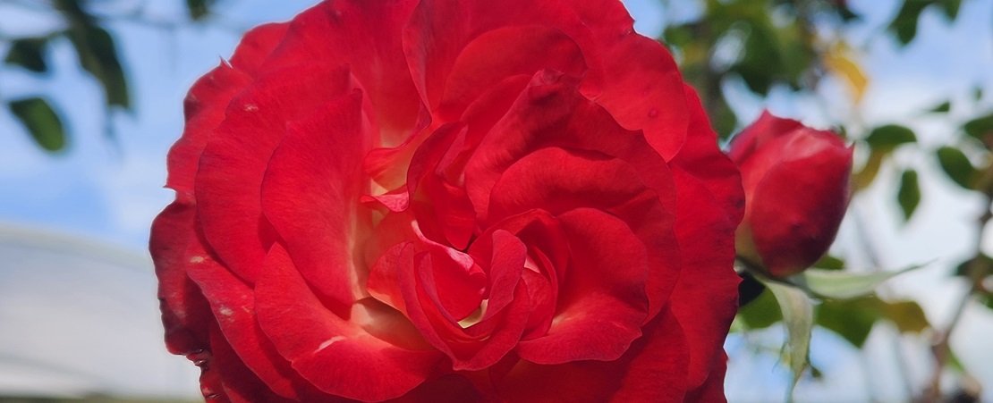 Meet the Makers: John Ford Roses Around the World | Jackson & Perkins