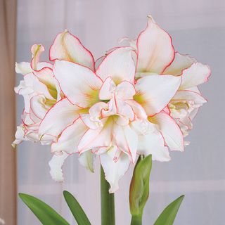 Amaryllis Bulbs, Flowers & Gifts | Jackson & Perkins | Jackson & Perkins