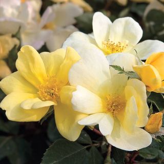 Hybrid Tea, Floribunda, Climbing, and Shrub Roses - Jackson & Perkins