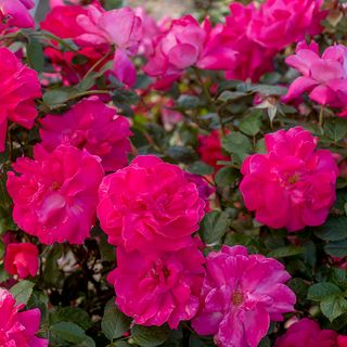 Climbing Roses: Grow your Garden to New Heights