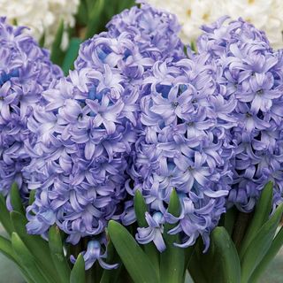 Plants: Perennials, Shrubs, Vines, Trees, Evergreens, Bulbs - Jackson ...