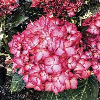 Hydrangeas for Sale - Hydrangea Shrubs & Bushes | Jackson & Perkins