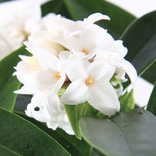 New Shrubs: Hot New Shrub Varieties from Jackson and Perkins | Jackson ...