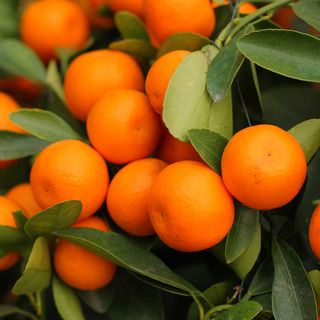 Citrus Fruit Trees | Jackson & Perkins