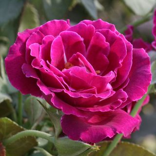 J&P Rose of the Year Winners | Jackson & Perkins