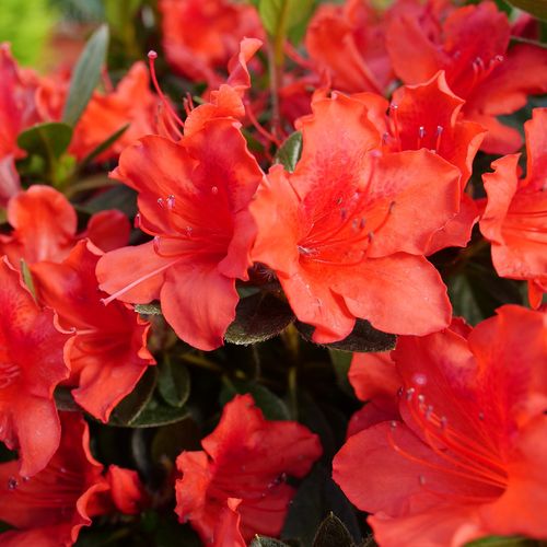 Rhododendron PERFECTO MUNDO® Orange Azalea | Jackson & Perkins