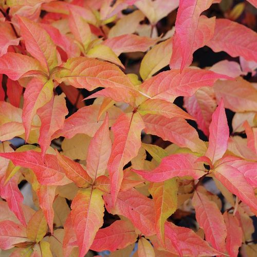 Diervilla Kodiak® Orange | Jackson & Perkins