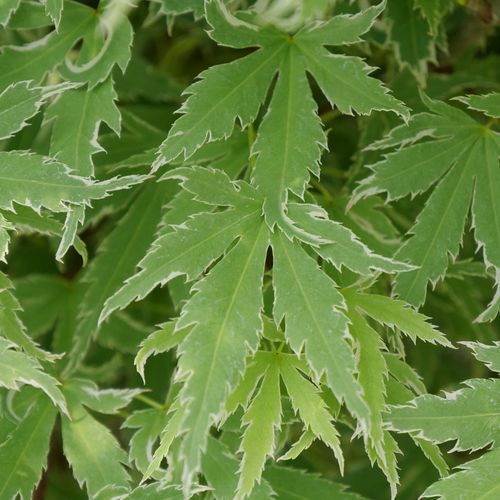 Acer Metamorphosa™ Japanese Maple | Jackson & Perkins