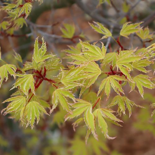 Acer Metamorphosa™ Japanese Maple | Jackson & Perkins