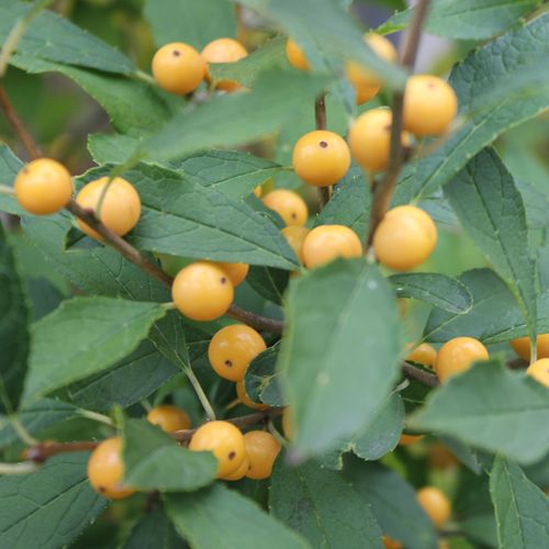 Ilex Berry Heavy® Gold Winterberry Holly | Jackson & Perkins