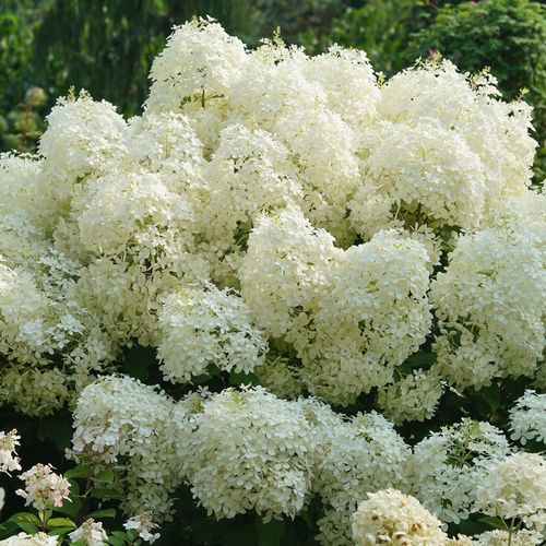 Hydrangea Puffer Fish® Panicle Hydrangea | Jackson & Perkins