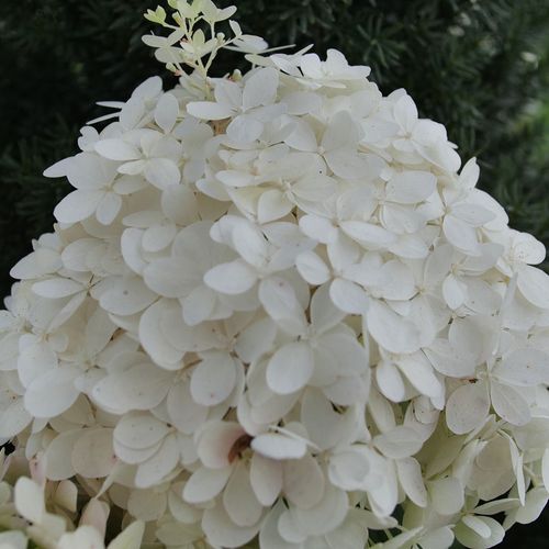 Hydrangea Puffer Fish® Panicle Hydrangea | Jackson & Perkins