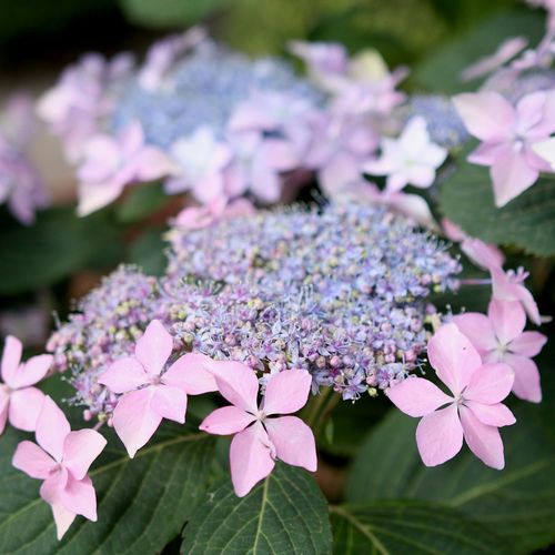 Hydrangea Tuff Stuff Ah-Ha® Mountain Hydrangea | Jackson & Perkins