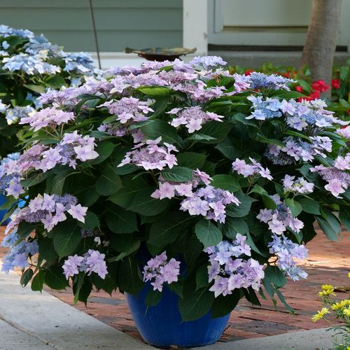 Hydrangea Tuff Stuff Ah-Ha® Mountain Hydrangea | Jackson & Perkins