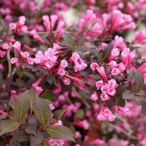 Weigela Very Fine Wine® | Jackson & Perkins