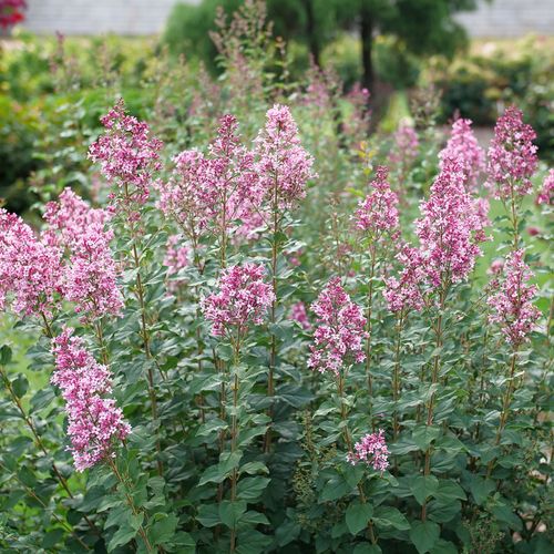 Syringa Bloomerang® Ballet™ Lilac | Jackson & Perkins