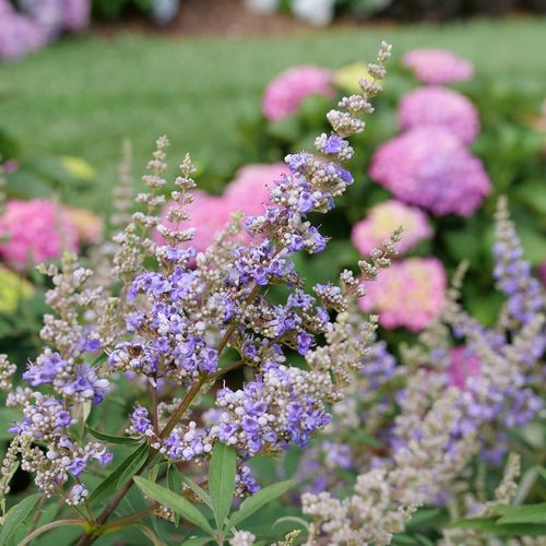 Vitex Rock Steady™ Chastetree | Jackson & Perkins