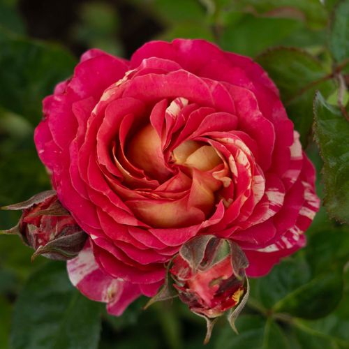 Winning Streak™ Floribunda Rose | Jackson & Perkins