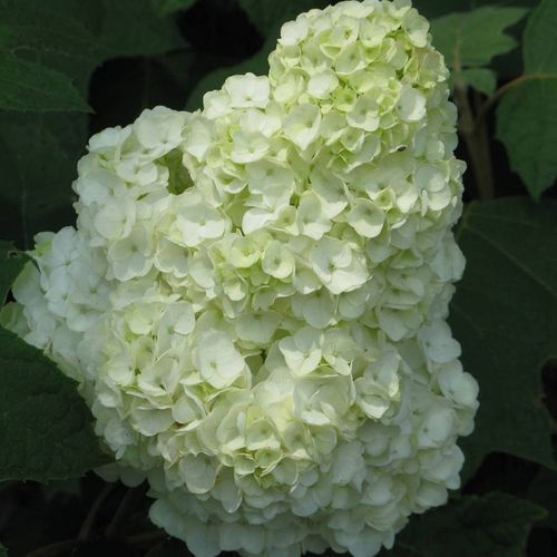 Hydrangea Gatsby Moon® Oakleaf Hydrangea | Jackson & Perkins