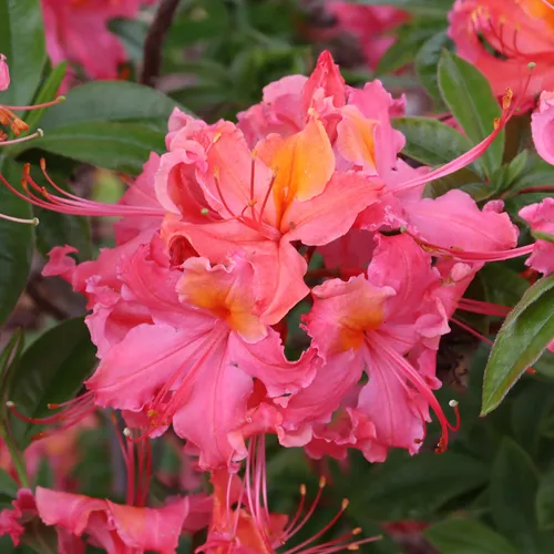 Rhododendron Sweet Reward™ Coral Azalea | Jackson & Perkins