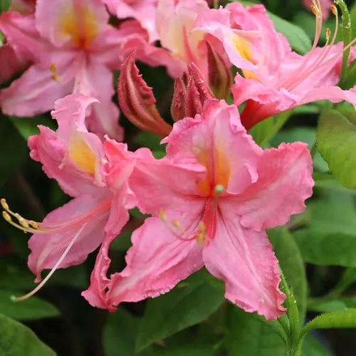 Rhododendron Sweet Reward™ Pink Azalea | Jackson & Perkins