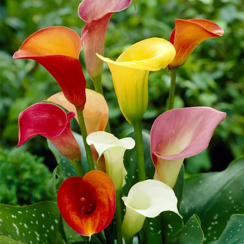 Zantedeschia Mixed Calla Lily Bulbs | Jackson & Perkins