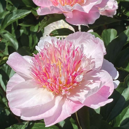 Paeonia Do Tell Peony | Jackson & Perkins