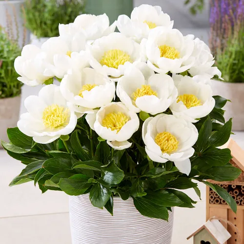 Paeonia Dublin Patio Peony | Jackson & Perkins