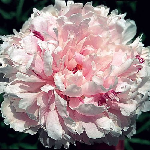 Sarah Bernhardt Peony | Jackson & Perkins