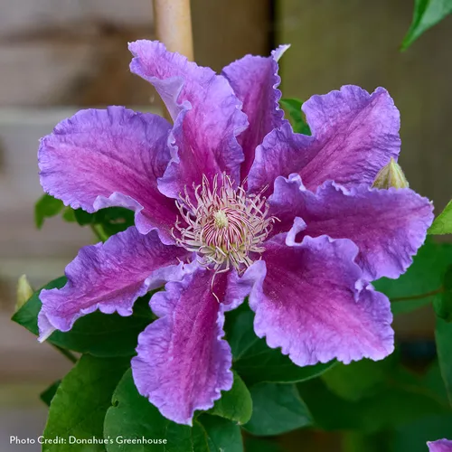 Clematis Baroness Fookes™ | Jackson & Perkins