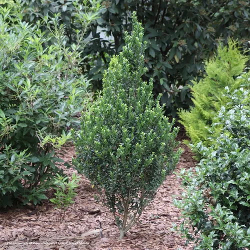 Ilex Hedge Box® Columnar Japanese Holly | Jackson & Perkins