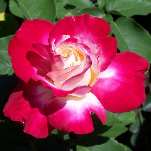 Double Delight Hybrid Tea Rose | Jackson & Perkins