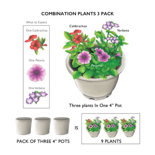 Trixi Strawberry Shortcake Combo (pack of 3) at Jackson & Perkins