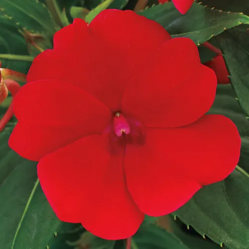 SunPatiens Compact Red Impatiens (pack of 3) from Jackson & Perkins