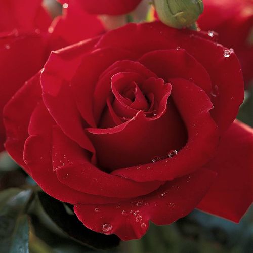 Veterans Honor® Hybrid Tea Rose | Jackson & Perkins