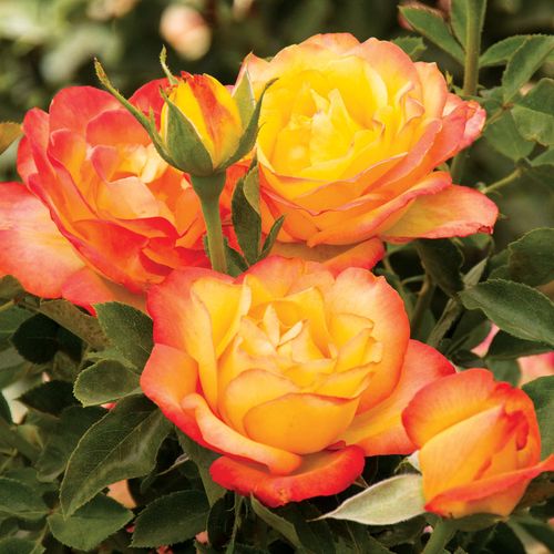Summer Surprise Hybrid Tea Rose | Jackson & Perkins
