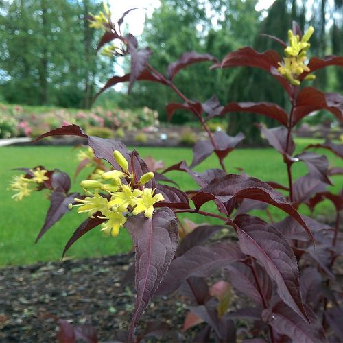 Diervilla (Bush Honeysuckle) | Jackson & Perkins