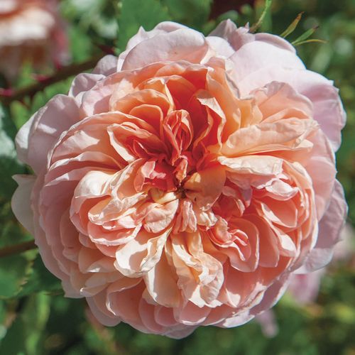 Colette™ Climbing Rose | Jackson & Perkins