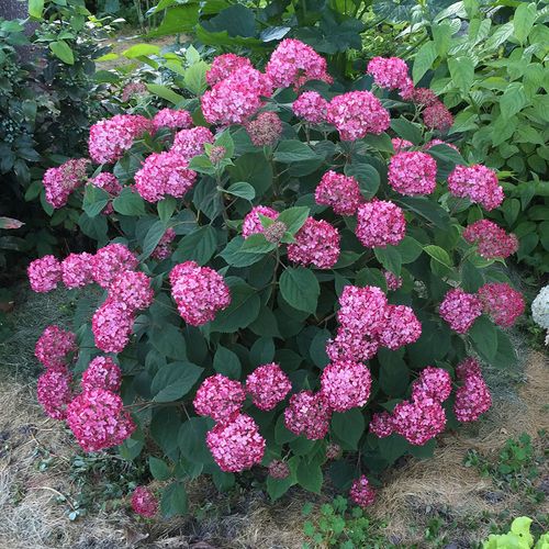Hydrangea Invincibelle® Ruby Smooth Hydrangea | Jackson & Perkins