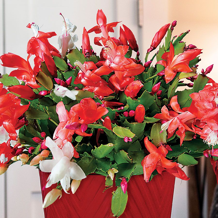 Joyous Christmas Cactus | Jackson & Perkins