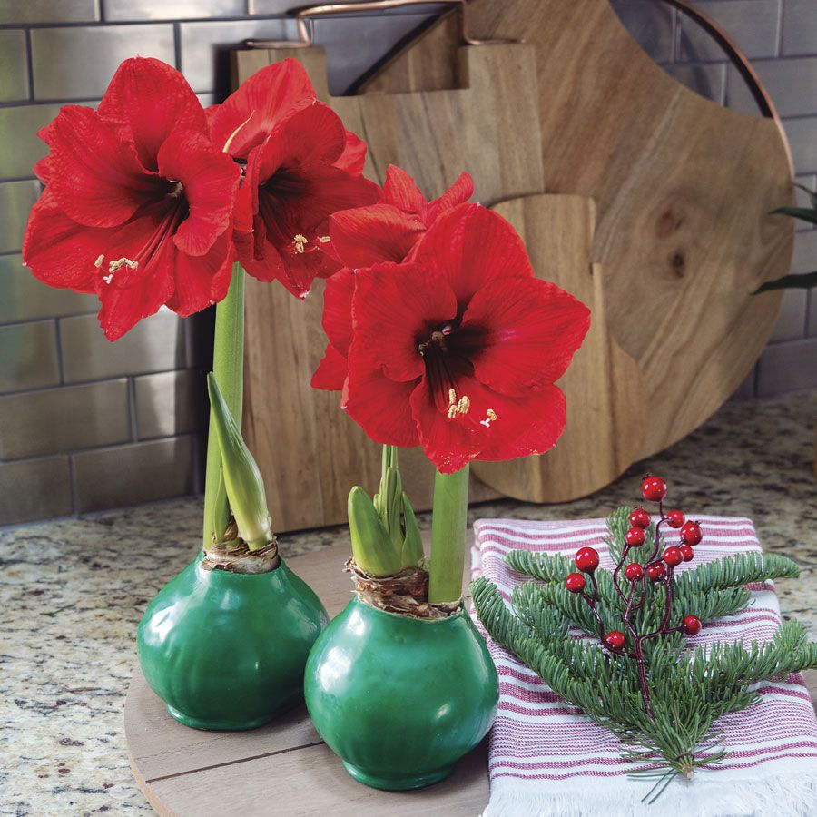 Green Waxed Amaryllis Bulb Red Lion Flower | Jackson & Perkins