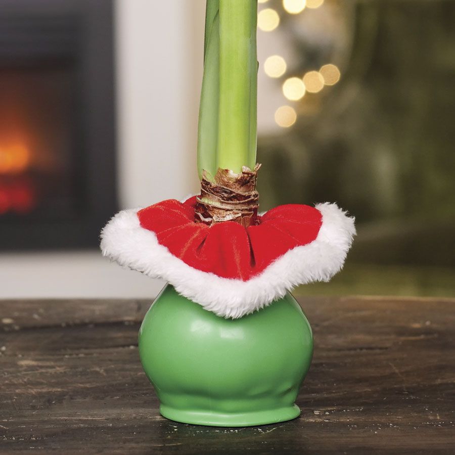 Santy Claus Red Lion Waxed Amaryllis Bulb | Jackson & Perkins