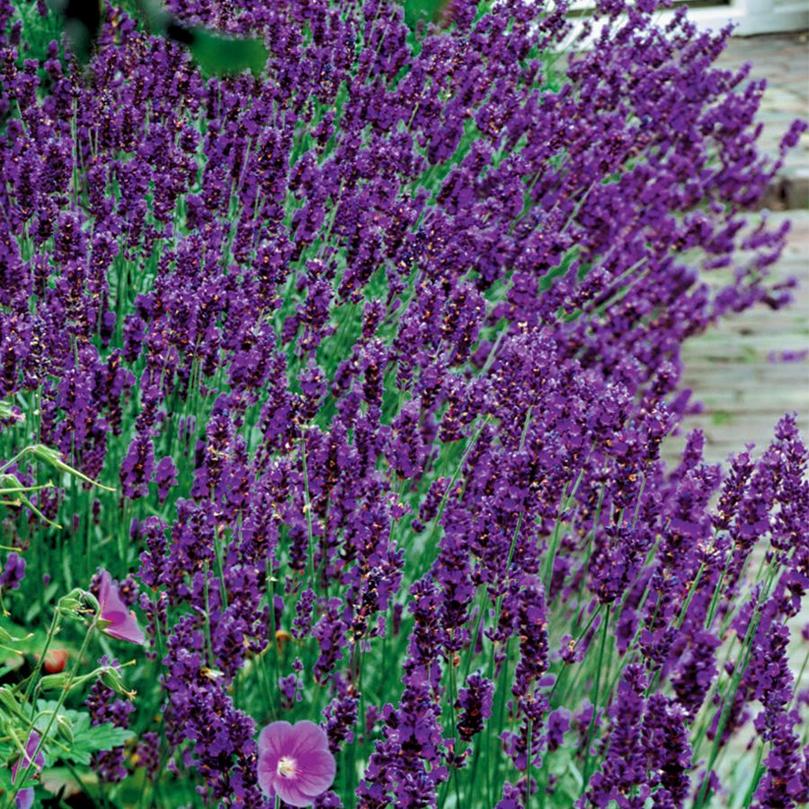 Lavandula Hidcote Blue Jackson Perkins Lavandula Hidcote Blue Jackson Perkins